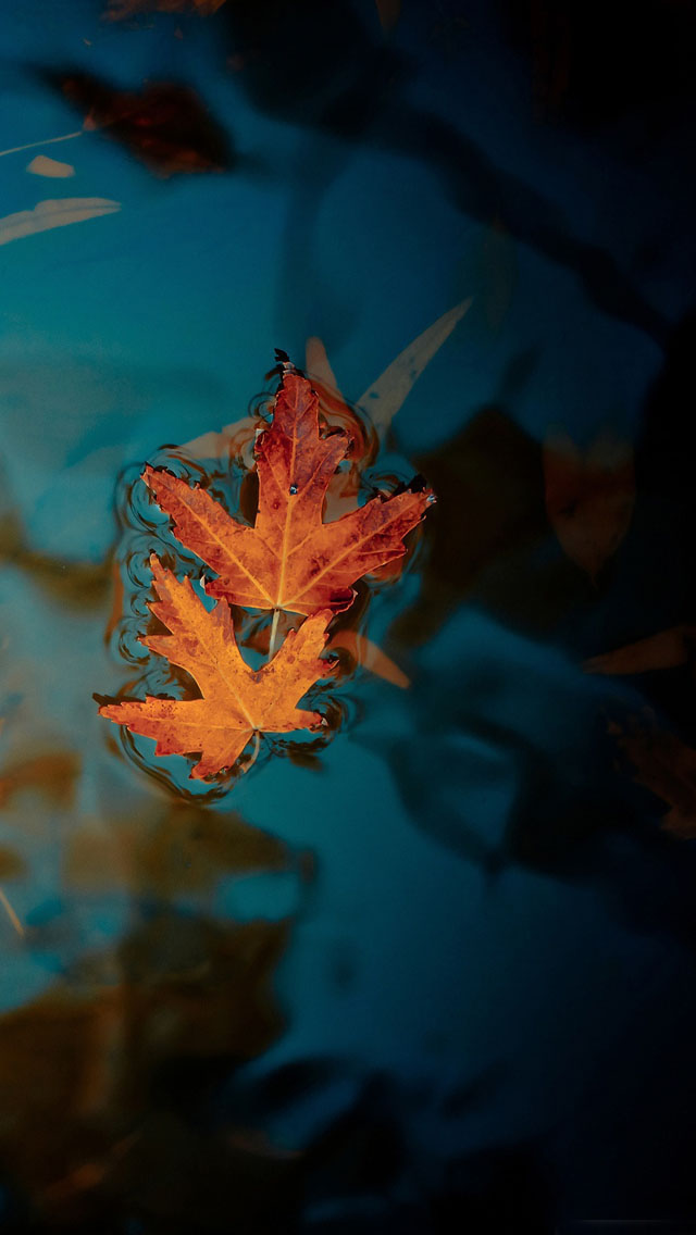 Fallen Leaves IPhone Wallpapers Free Download Fallen Leaves IPhone Wallpapers Free Download